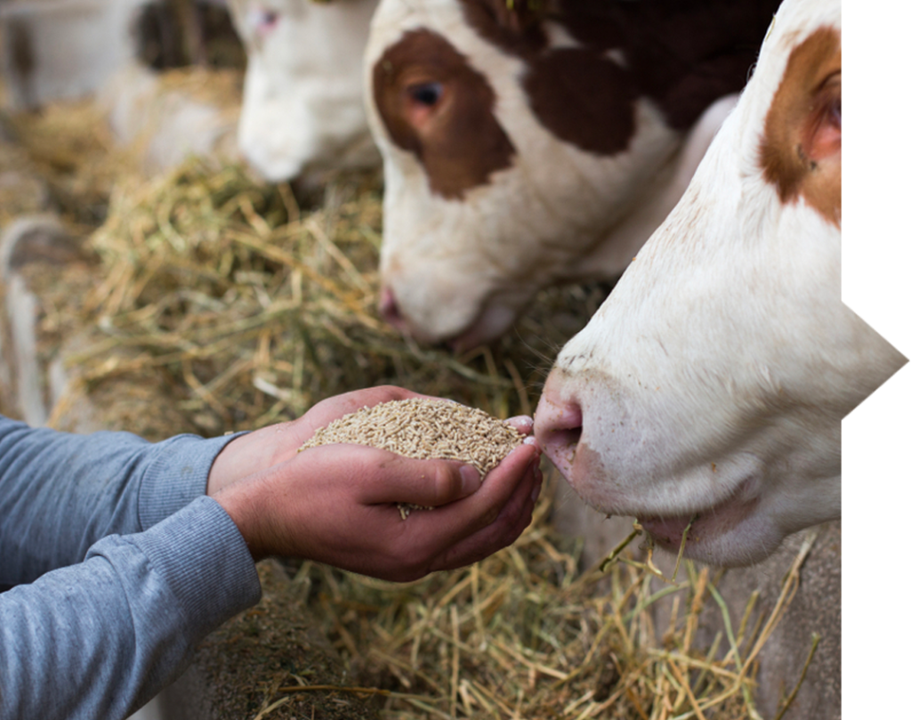 Top Animal Nutrition Manufacturers in Hyderabad | 3F Industries