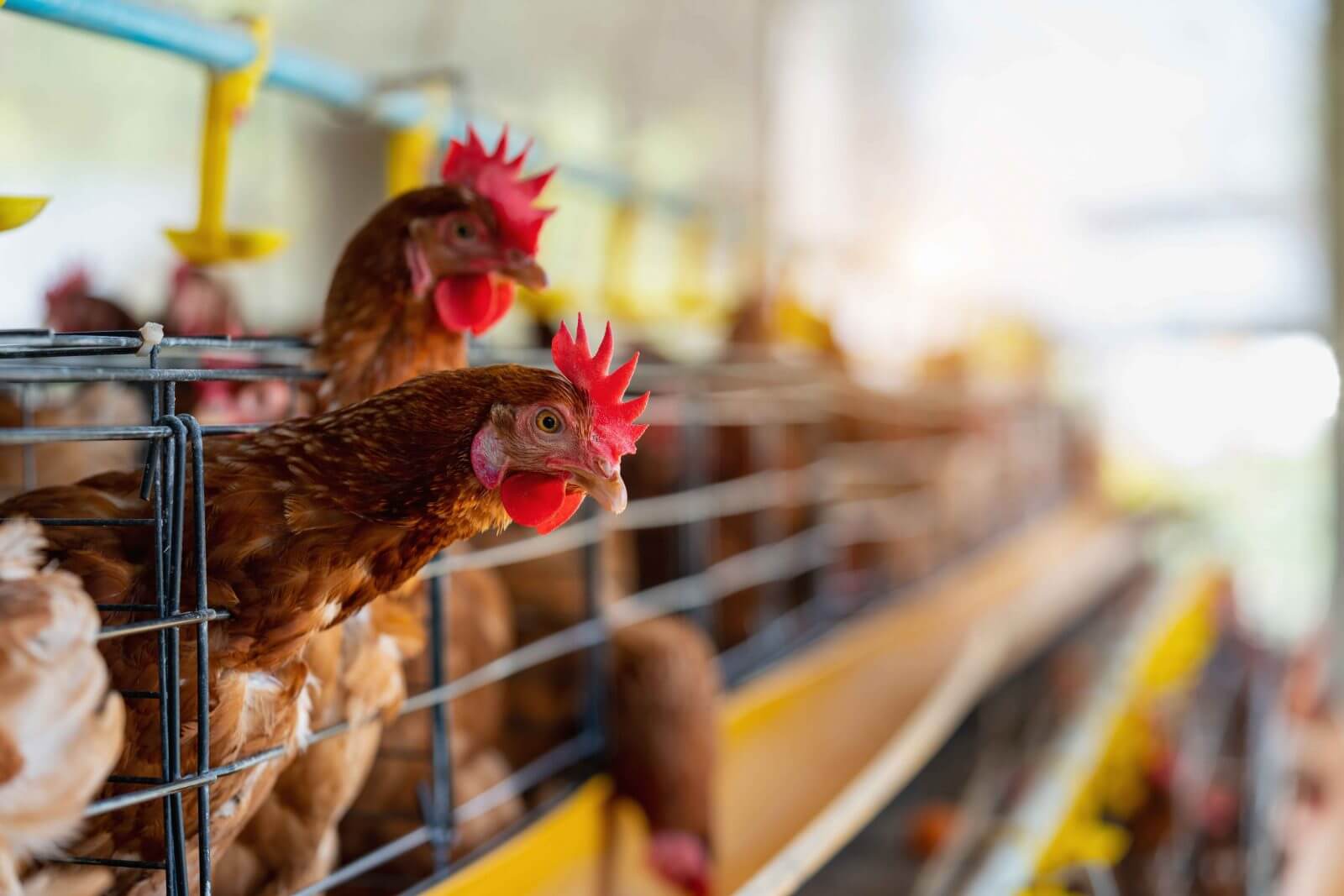 Top Animal Nutrition Manufacturers in Hyderabad | 3F Industries